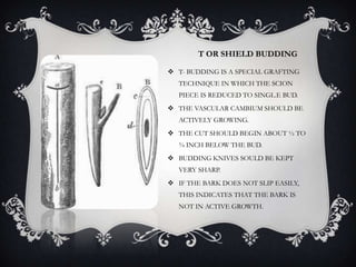 TYPES OF BUDDING | PPTX