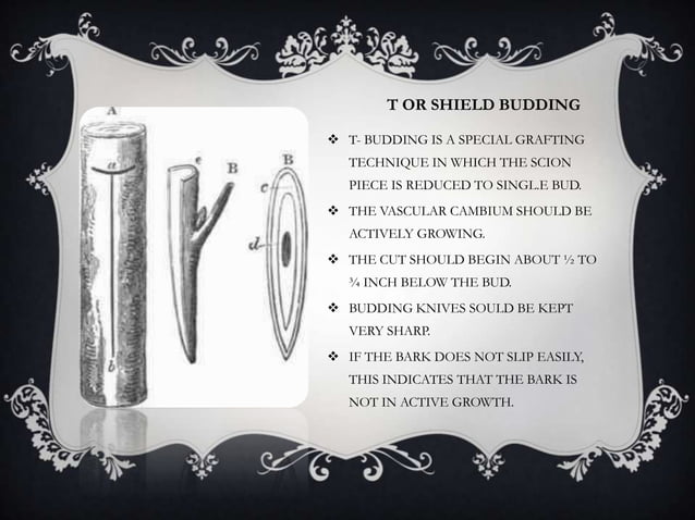 TYPES OF BUDDING | PPTX