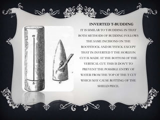 TYPES OF BUDDING | PPTX