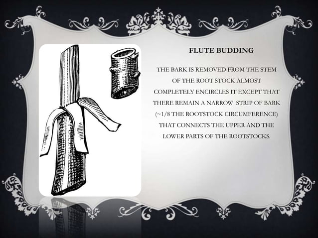 TYPES OF BUDDING | PPTX