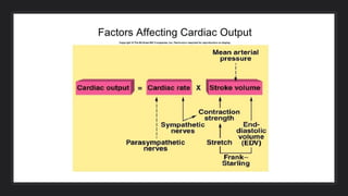 Cardiac Output: factors regulating it. | PPTX