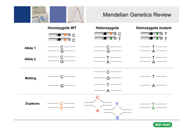 Introduction to High Resolution Melt Analysis | PDF | Blood Disorders ...