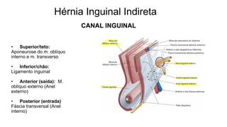 Hérnia inguinal aberta: tecnica operatória | PPTX