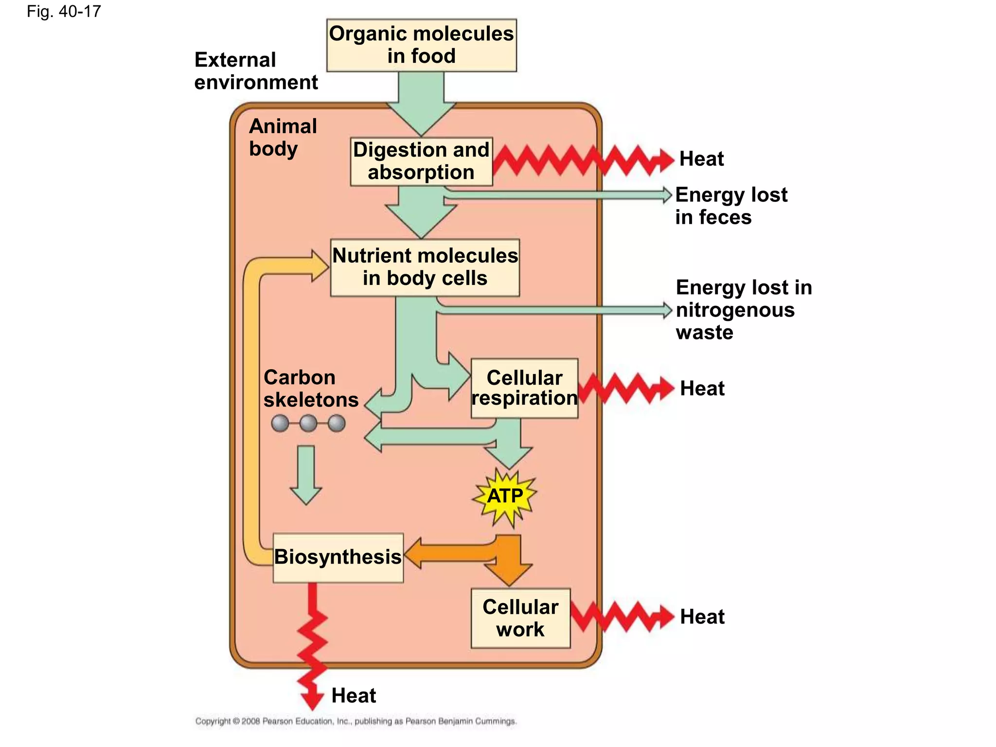 Anatomie & voeding | PPT