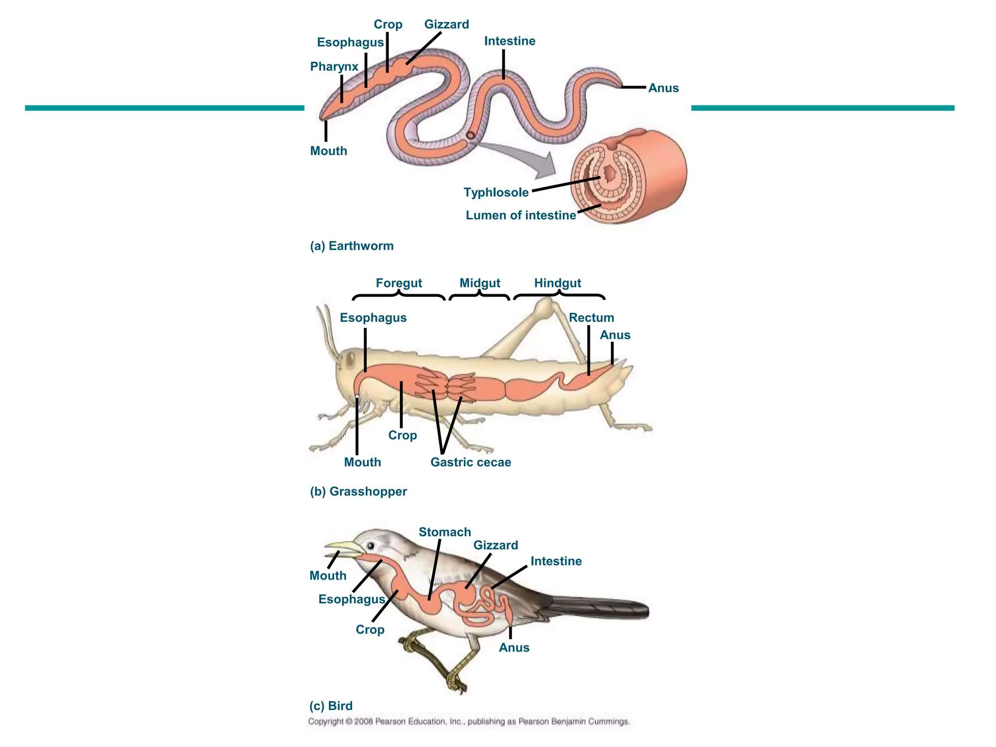 Anatomie & voeding | PPT