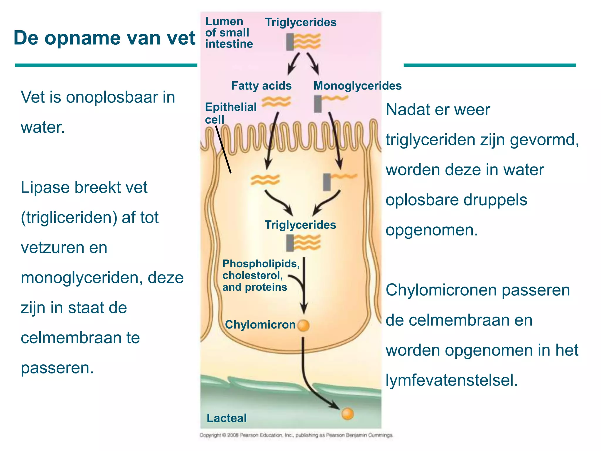 Anatomie & voeding | PPT