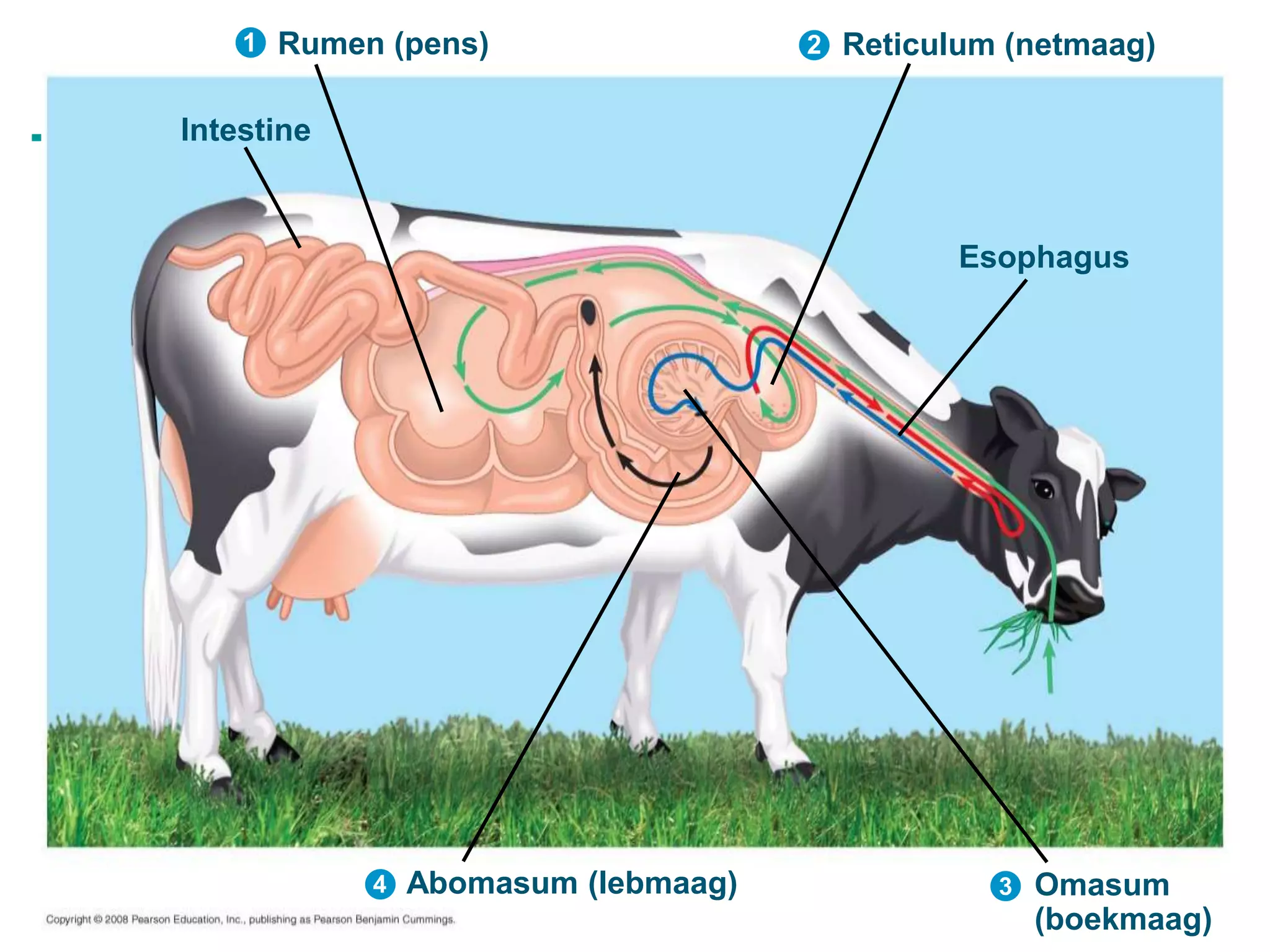 Anatomie & voeding | PPT