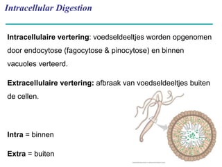 Anatomie & voeding | PPT