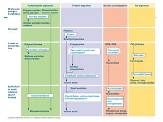 Anatomie & voeding | PPT