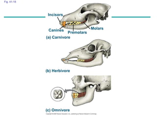 Anatomie & voeding | PPT