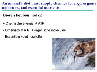 Anatomie & voeding | PPT