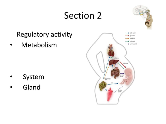 Hormone regulation in pregnancy | PPTX | Pregnancy | Reproductive Health