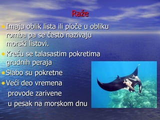 Hrskavičave ribe - VI razred | PPT