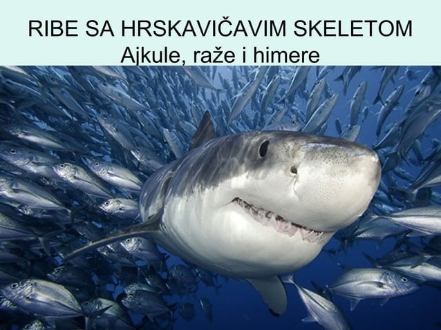 Ajkule i raže | PPT