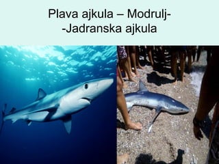 Ajkule i raže | PPT