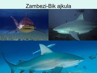 Ajkule i raže | PPT