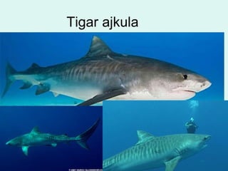 Ajkule i raže | PPT