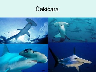 Ajkule i raže | PPT