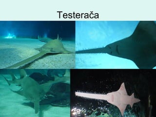 Ajkule i raže | PPT