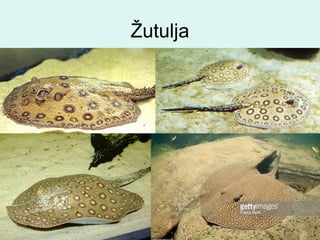 Ajkule i raže | PPT