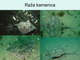 Ajkule i raže | PPT