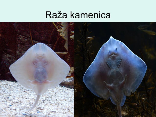 Ajkule i raže | PPT