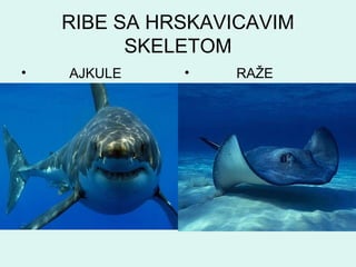 Ajkule i raže | PPT