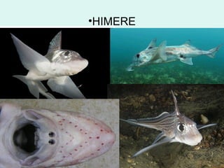 Ajkule i raže | PPT