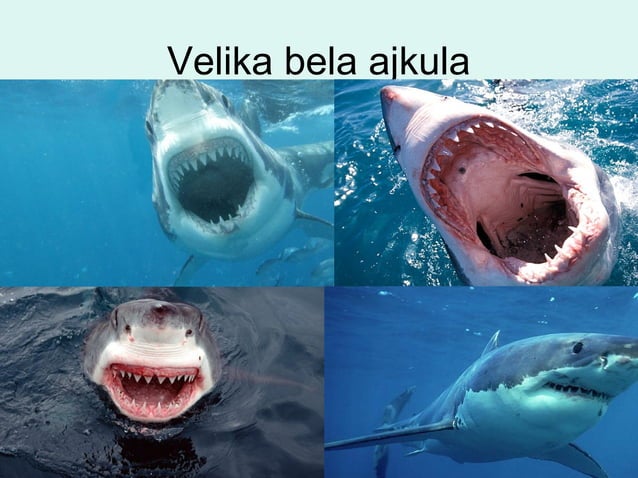 Ajkule i raže | PPT