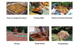 Comprehensive Guide to Cocoa Cultivation and Management Practices | PDF