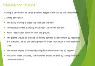 Almond is an important temperate fruit with widespread popularity for ...