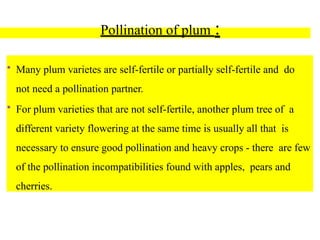 Prunus domestica L. Worldwide, this is one of the main species grown ...