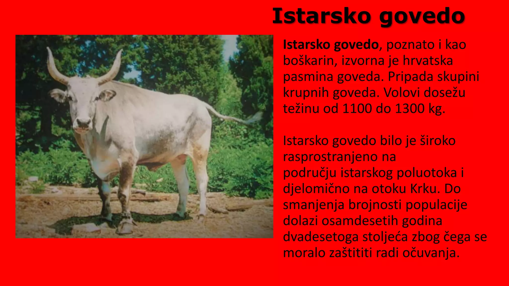 Hrvatske pasmine | PPT