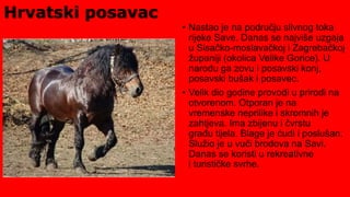 Hrvatske pasmine | PPT