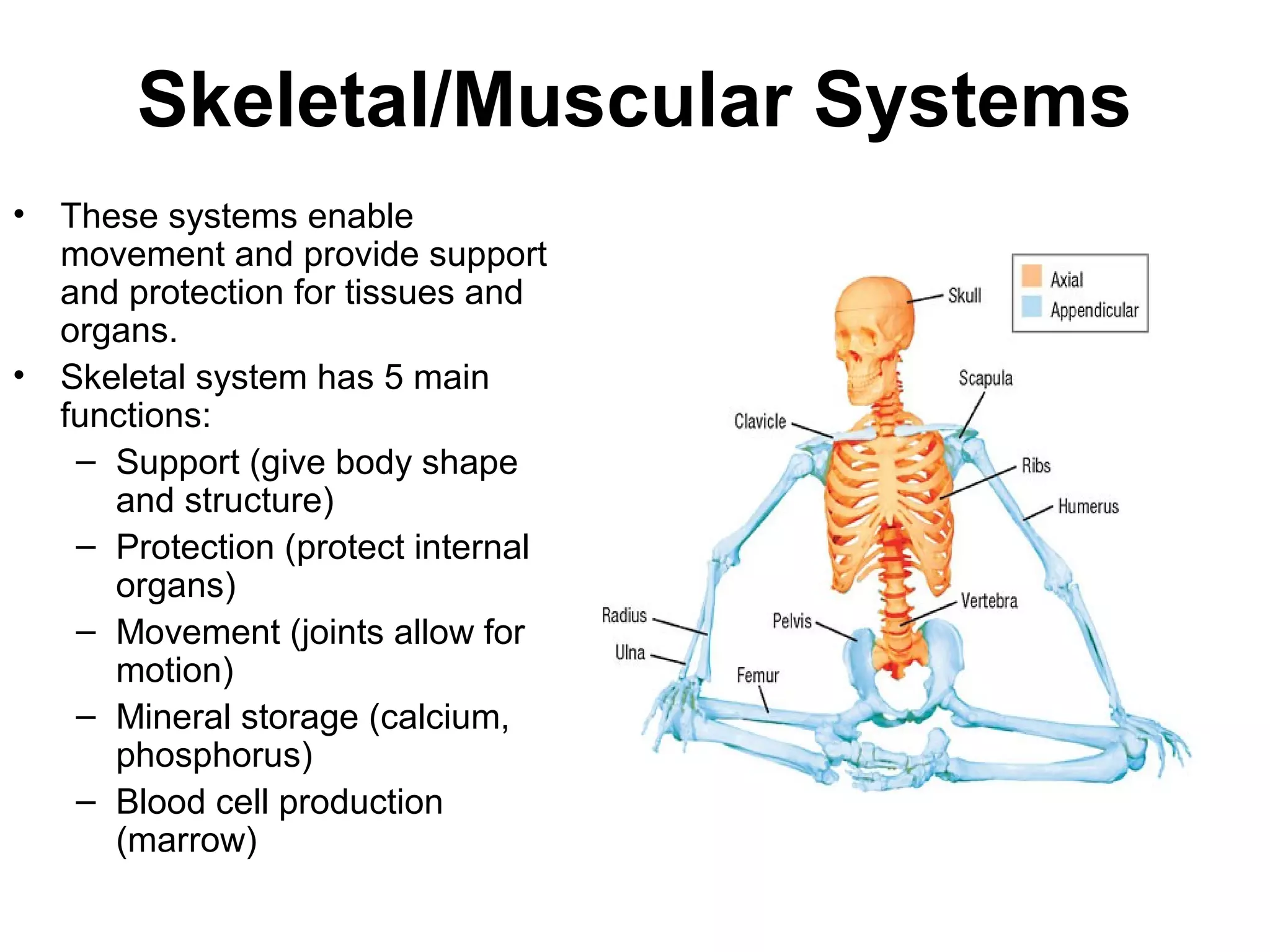 human_anatomy | PPT