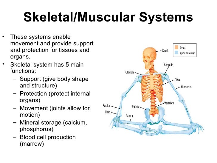 Human anatomy Human anatomy