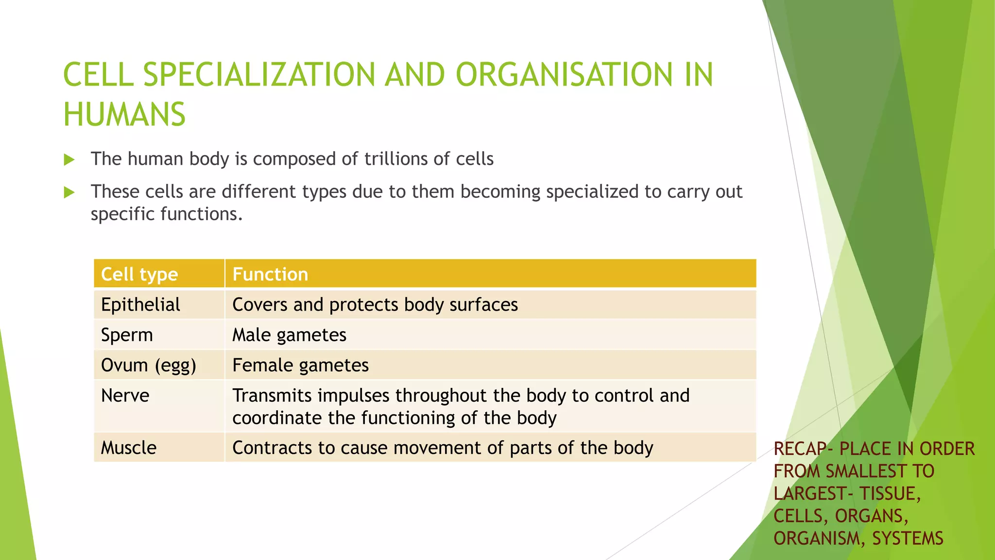 HSB- CHARACTERISTICS OF LIVING THINGS.pptx