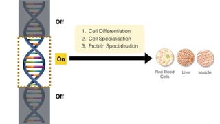 Hsc biology 3.1: Gene expression, maintenance and repair of body tissue ...