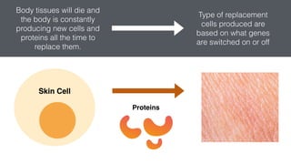 Hsc biology 3.1: Gene expression, maintenance and repair of body tissue ...