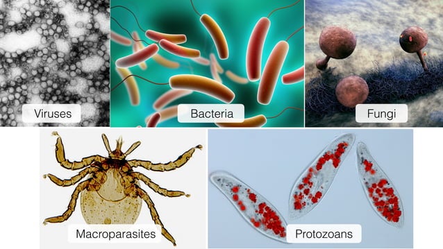 HSC Biology 3.2: Infectious and non infectious disease | PPT