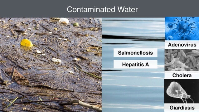 HSC Biology 3.2: Cleanliness in food, water and personal hygiene | PPT