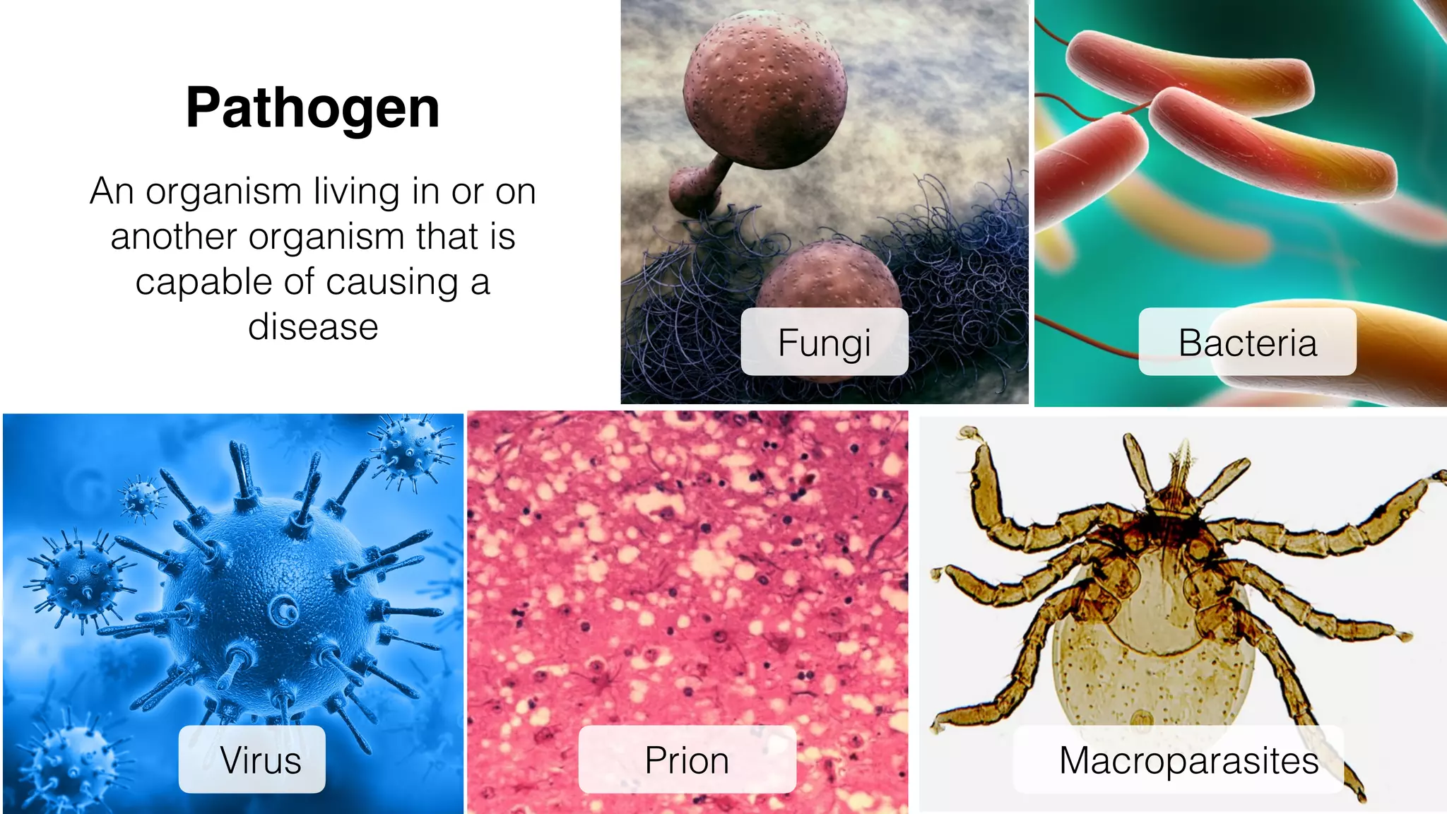 HSC Biology 3.2: Pathogens | PDF