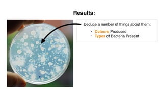 HSC Biology 3.2: Experiment - Microbes in food or water | PDF