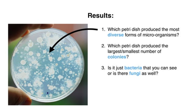 HSC Biology 3.2: Experiment - Microbes in food or water | PDF
