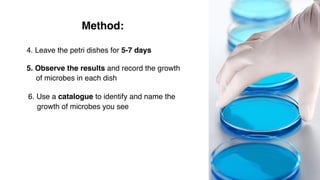 HSC Biology 3.2: Experiment - Microbes in food or water | PDF