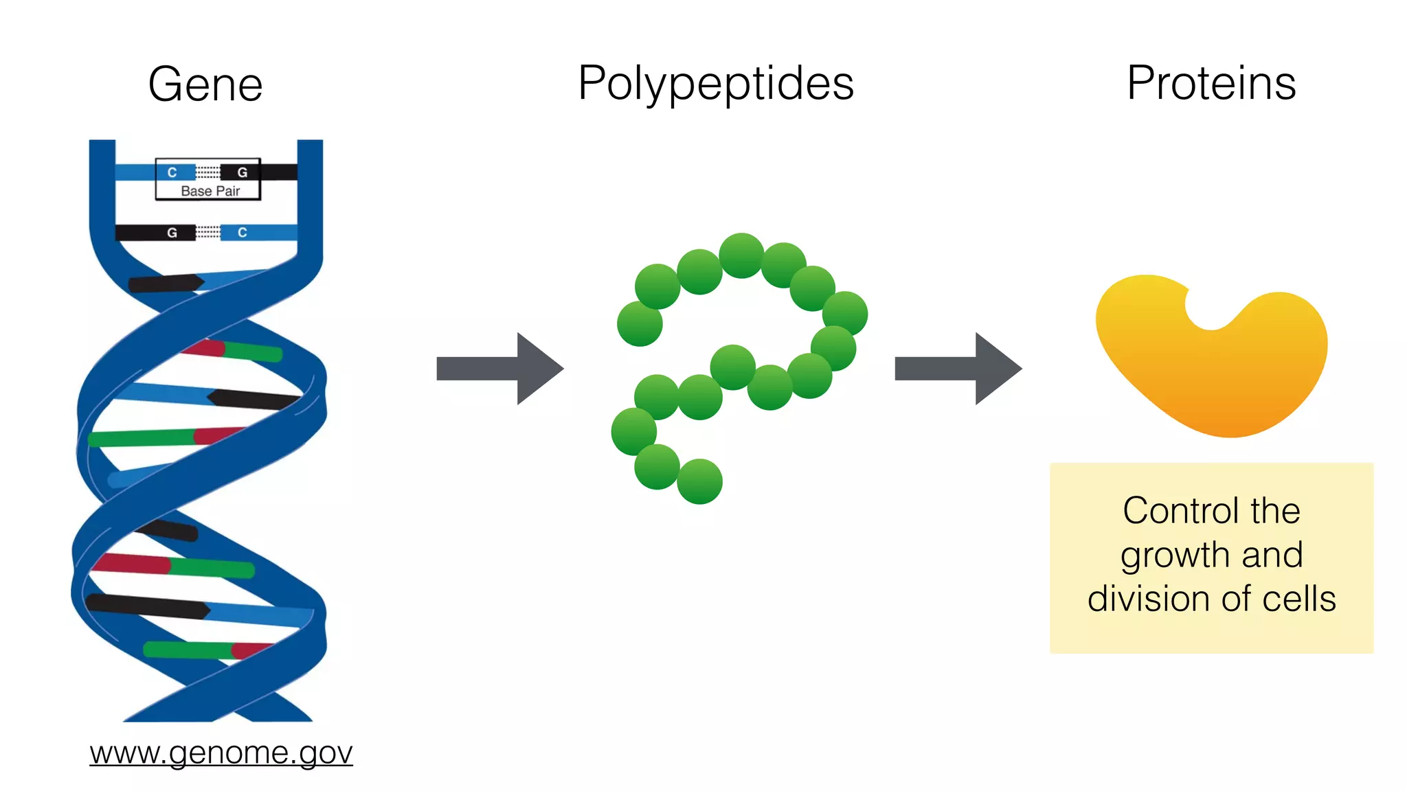 Hsc biology 3.1: genes, mitosis, cell differentiation and ...