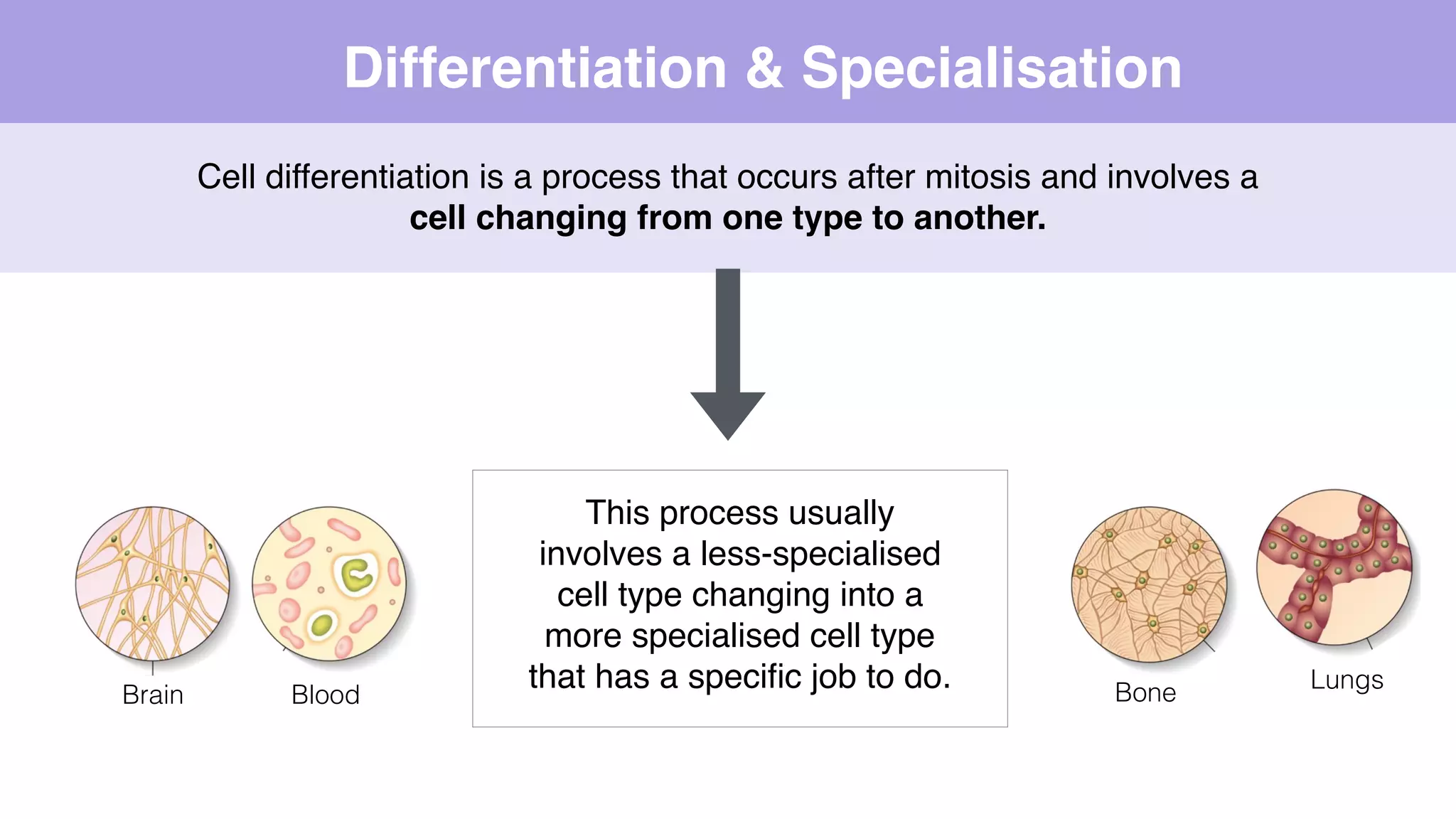 Hsc biology 3.1: genes, mitosis, cell differentiation and ...