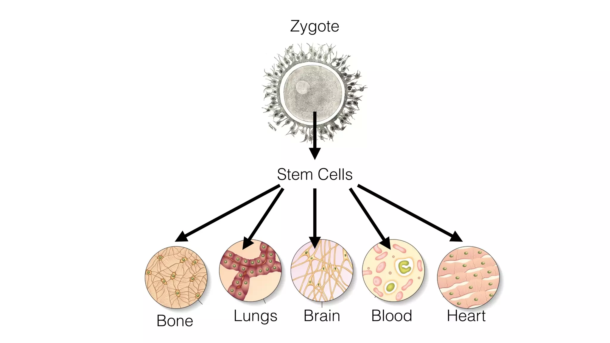 Hsc biology 3.1: genes, mitosis, cell differentiation and ...