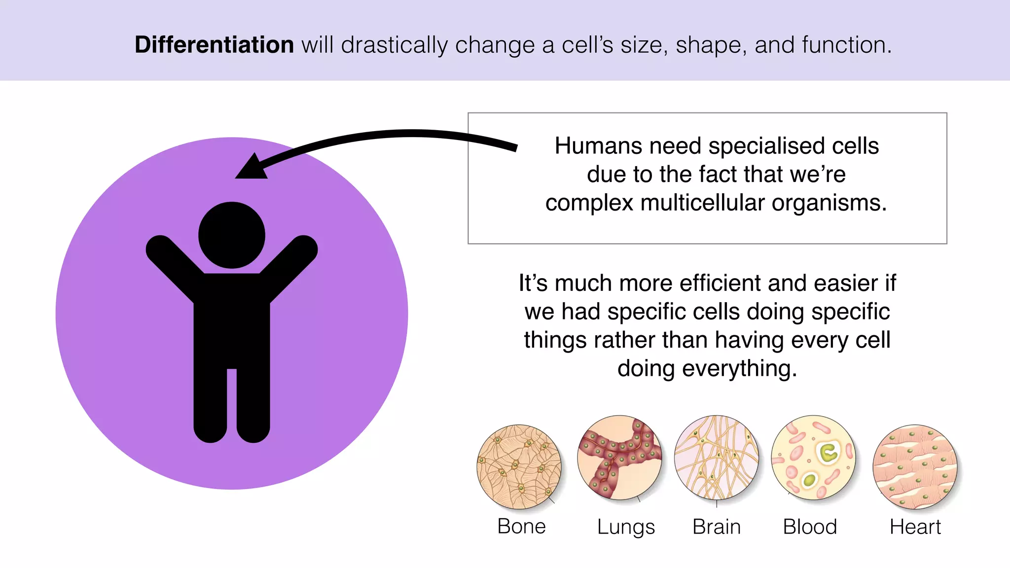 Hsc biology 3.1: genes, mitosis, cell differentiation and ...