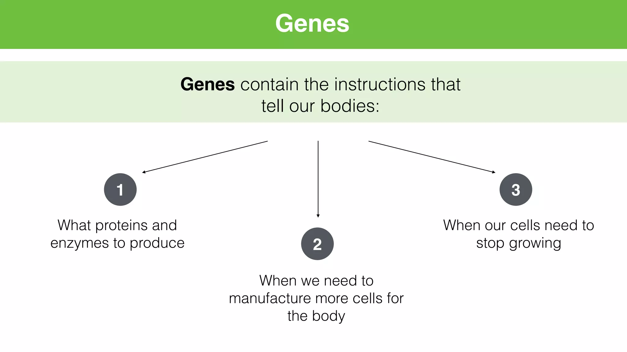 Hsc biology 3.1: genes, mitosis, cell differentiation and ...